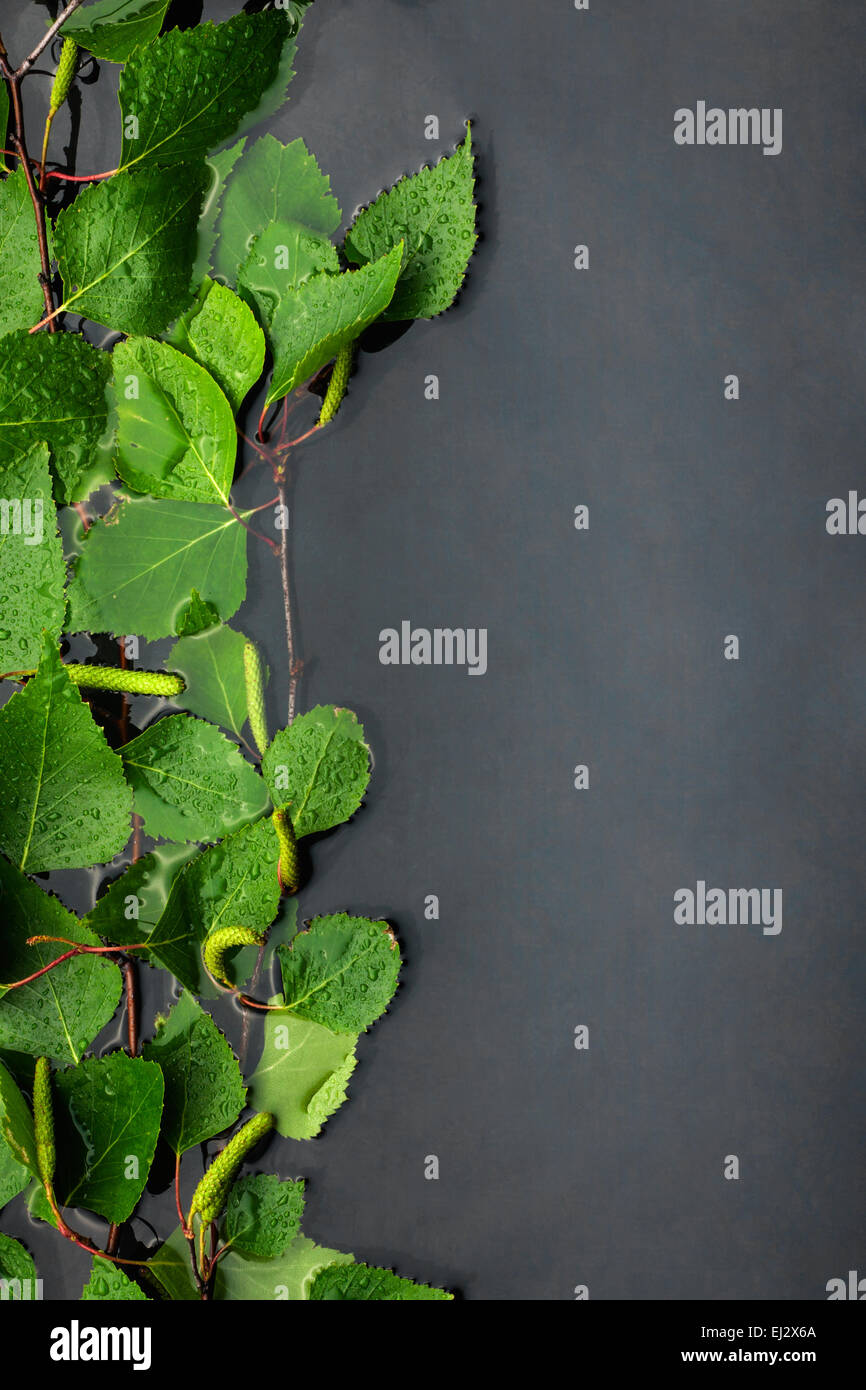 Birch leaves with dew drops reflected in the water, with place for your ...