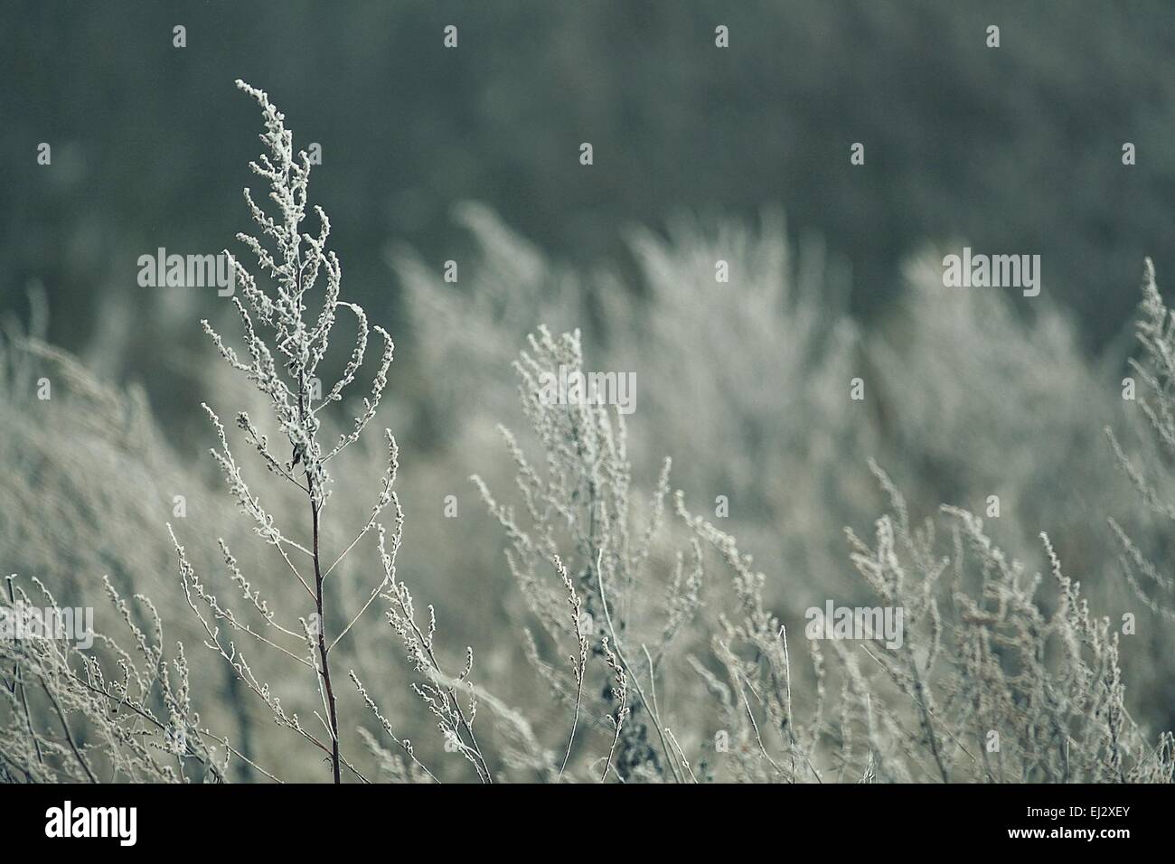 Ground frost hi-res stock photography and images - Alamy