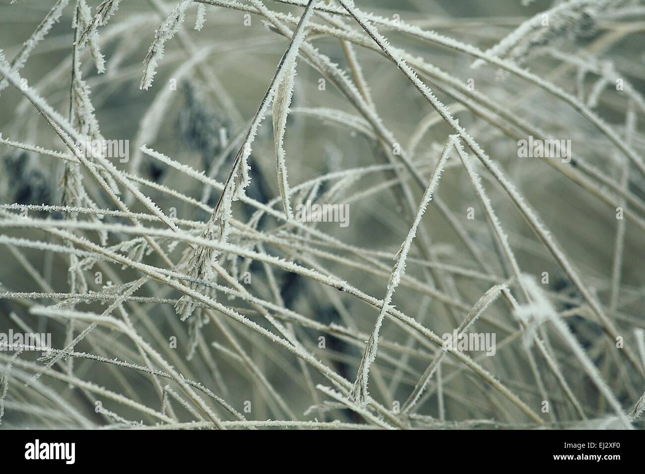 frozen grass and ground frost in winter Stock Photo - Alamy