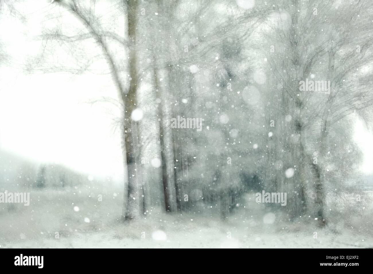 blurred background snowy forest nature park Stock Photo - Alamy