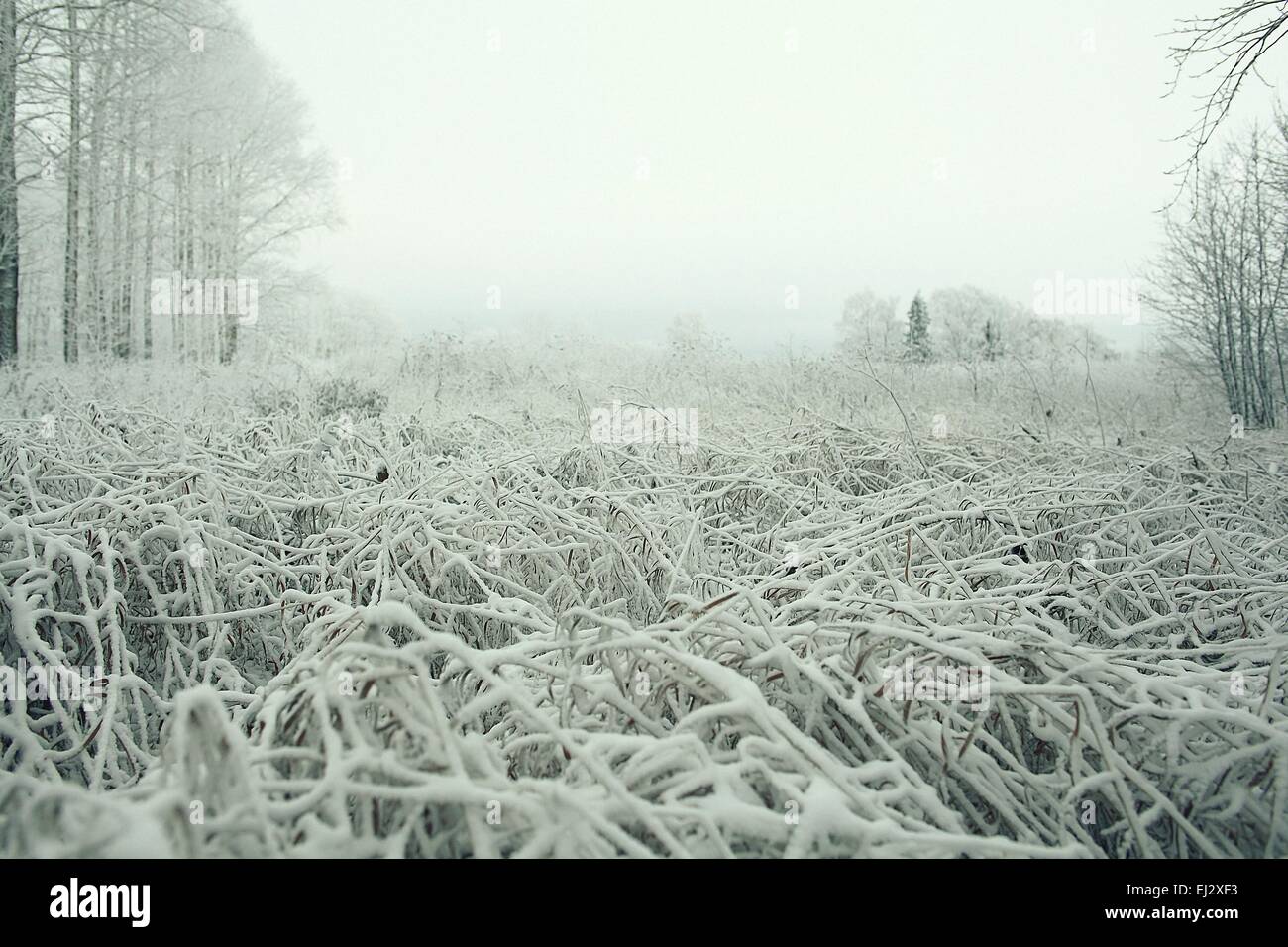 frozen grass and ground frost in winter Stock Photo - Alamy
