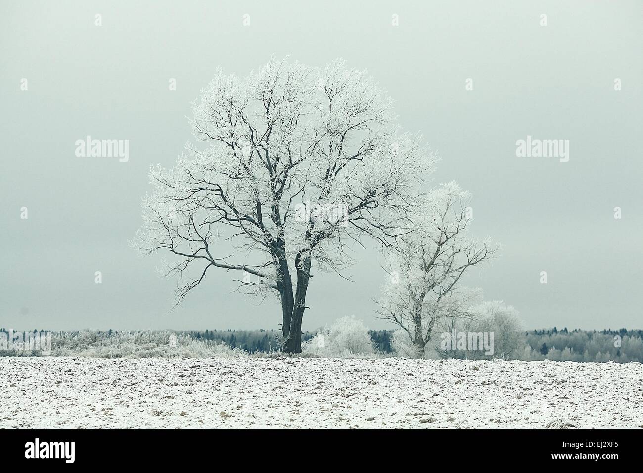 lonely tree in a field frosted frosty winter landscape Stock Photo - Alamy