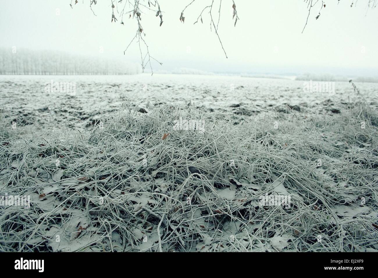 frozen grass and ground frost in winter Stock Photo - Alamy