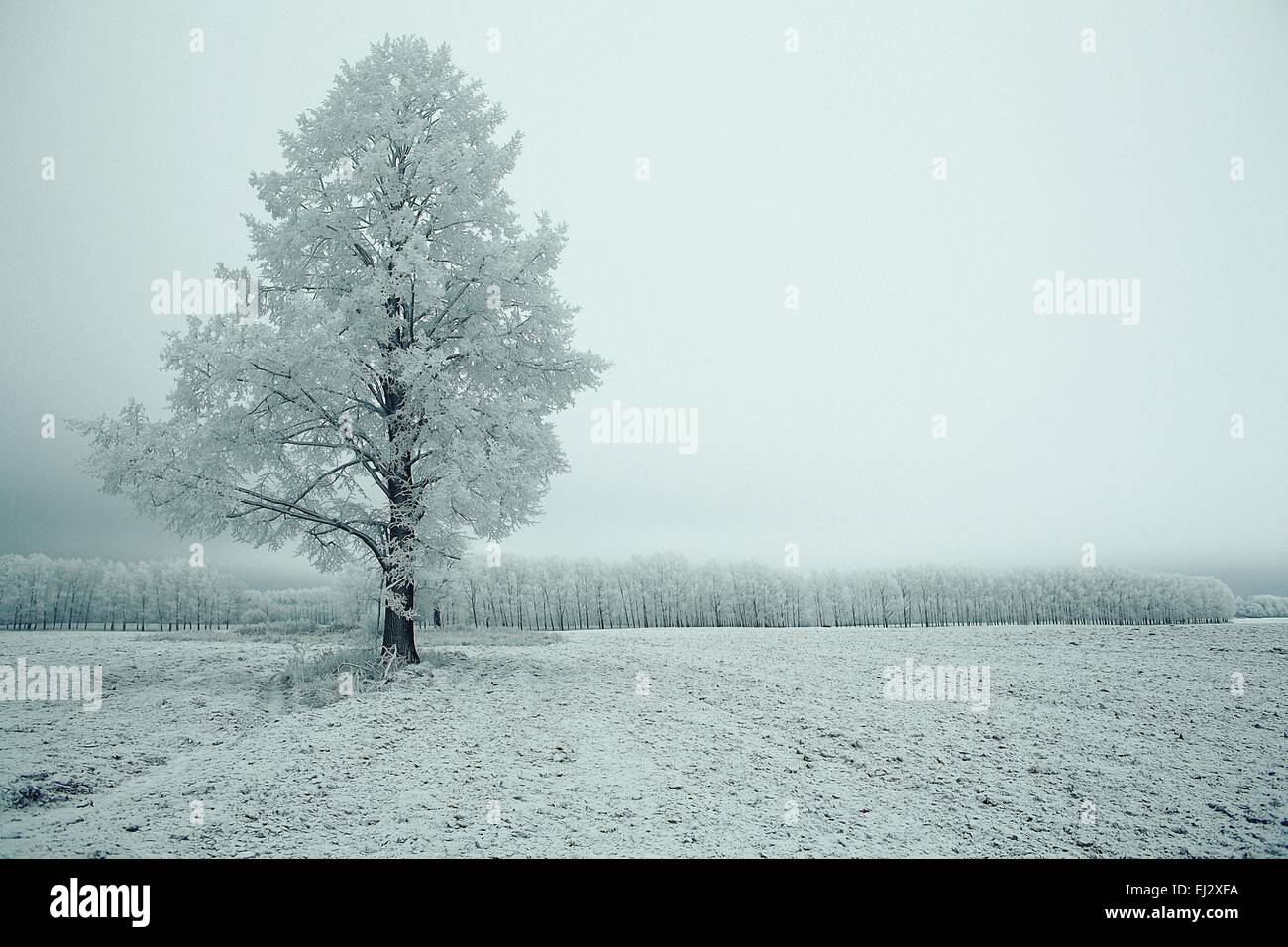 winter landscape nature without people Stock Photo - Alamy