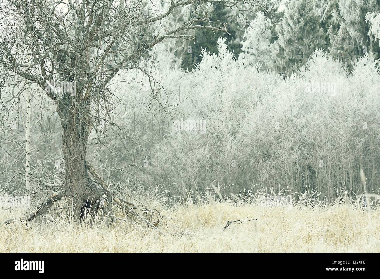 winter landscape nature without people Stock Photo - Alamy