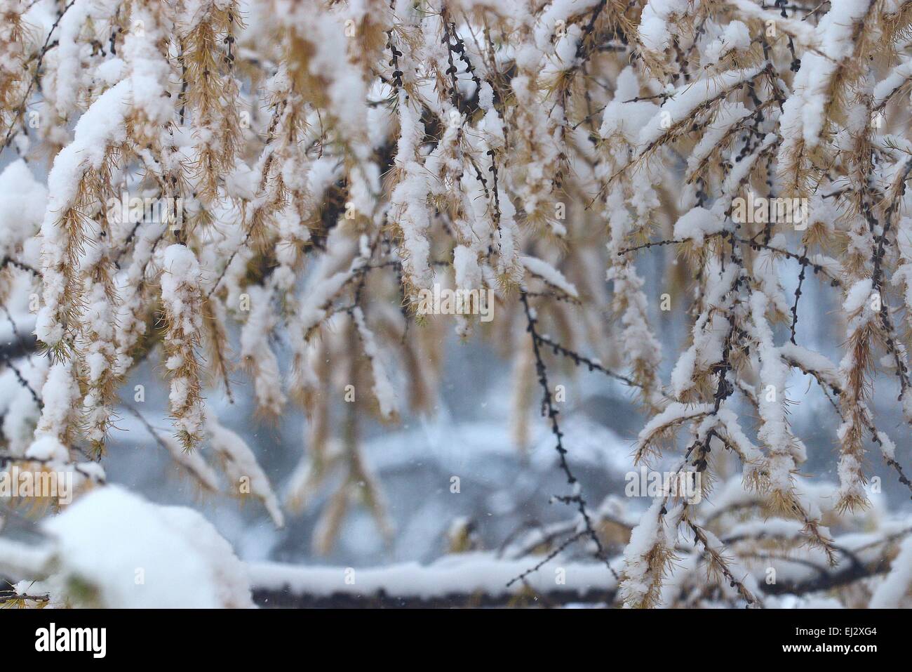branches covered with snow winter snowfall background Stock Photo - Alamy