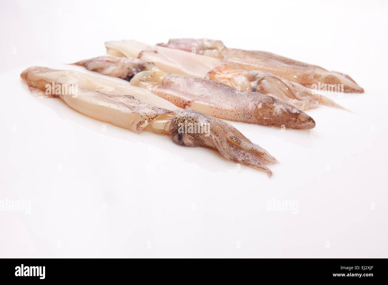 Small freshly squids. Group on row isolated ove white background Stock ...