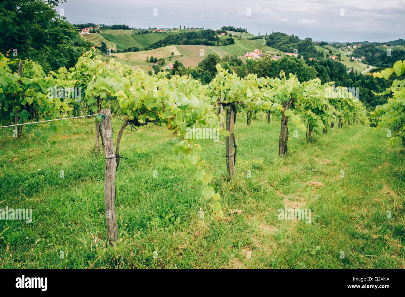 Grapevine in Southern Styria Stock Photo - Alamy