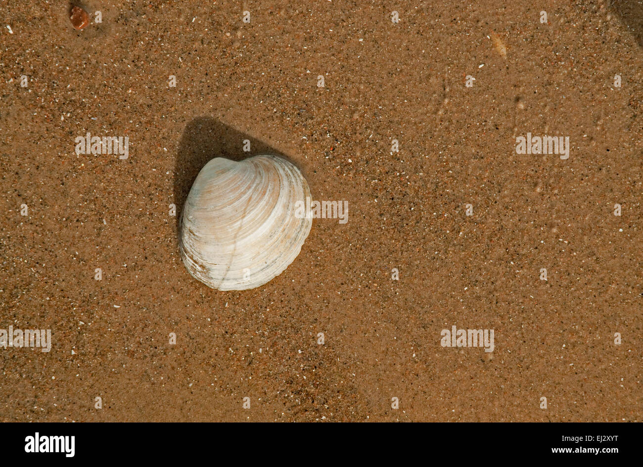 Blunt Tellin shell on Nairn Beach Stock Photo - Alamy