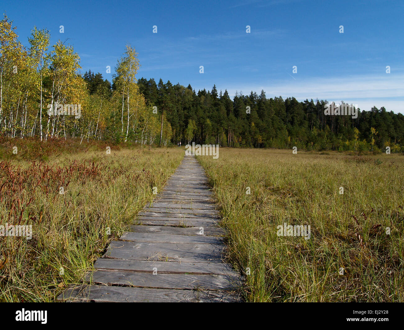 Wooden way to the forest Stock Photo - Alamy