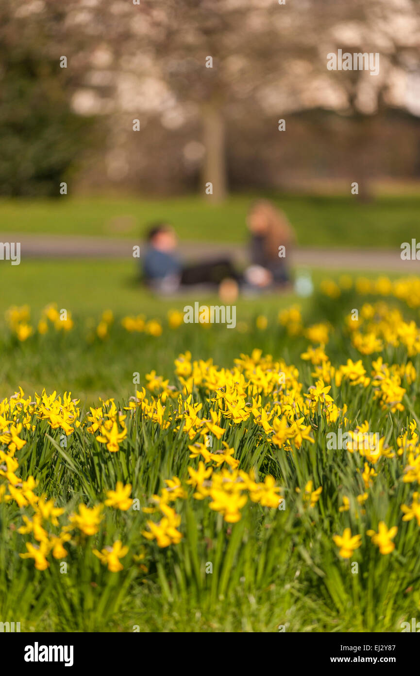 London, UK, 20 March 2015. The daffodils are in bloom, as afternoon ...