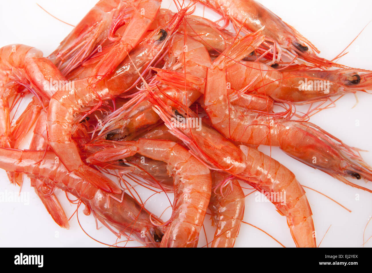 Little white shrimps also called in Spain rice shrimps. They are ...
