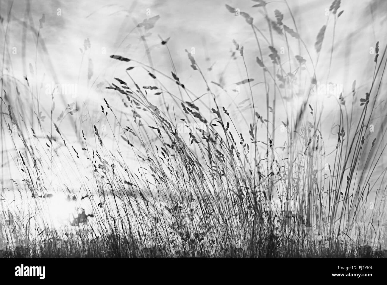 monochrome texture of dry grass concept of depression Stock Photo - Alamy