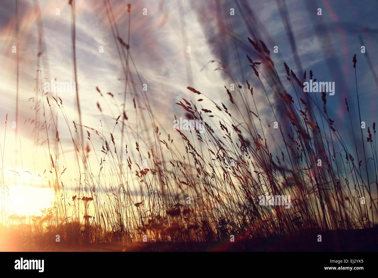 Prairie grass crop sunset hi-res stock photography and images - Alamy