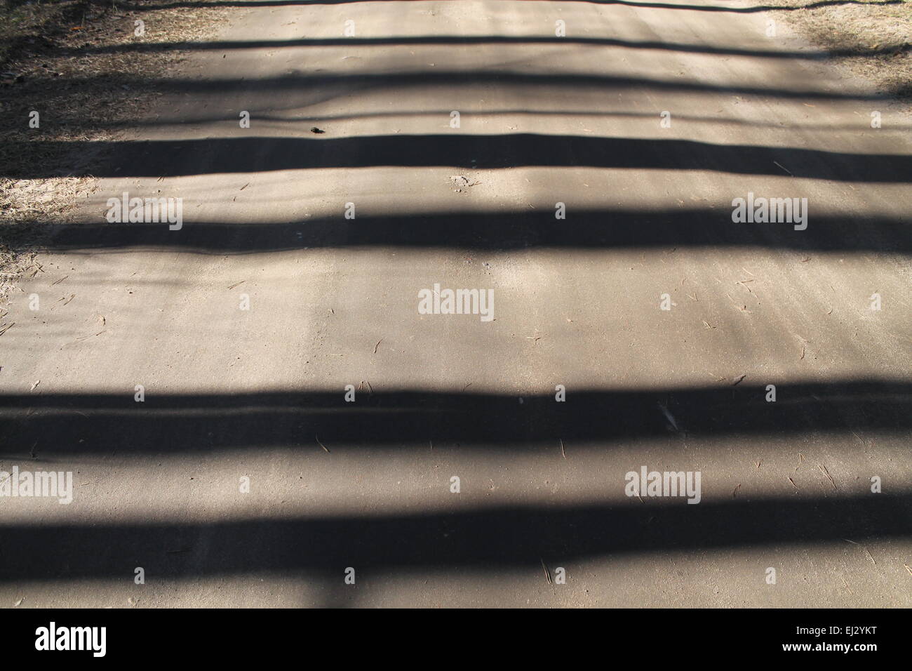 lines of shadow lay calm on the sand forest road Stock Photo - Alamy