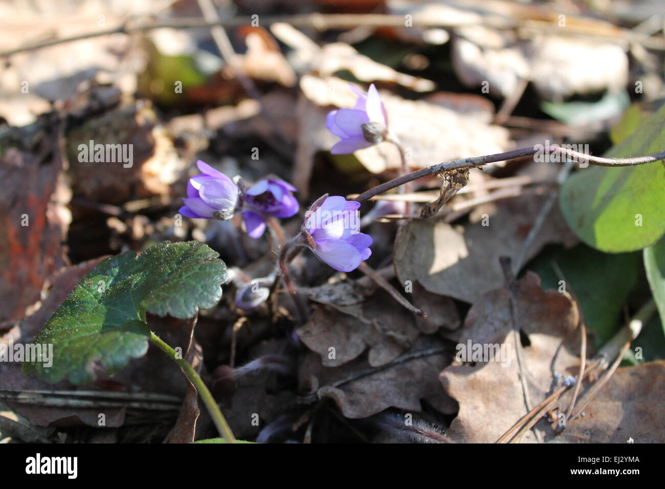 cluster of violet first spring flower under morning warm sun Stock ...
