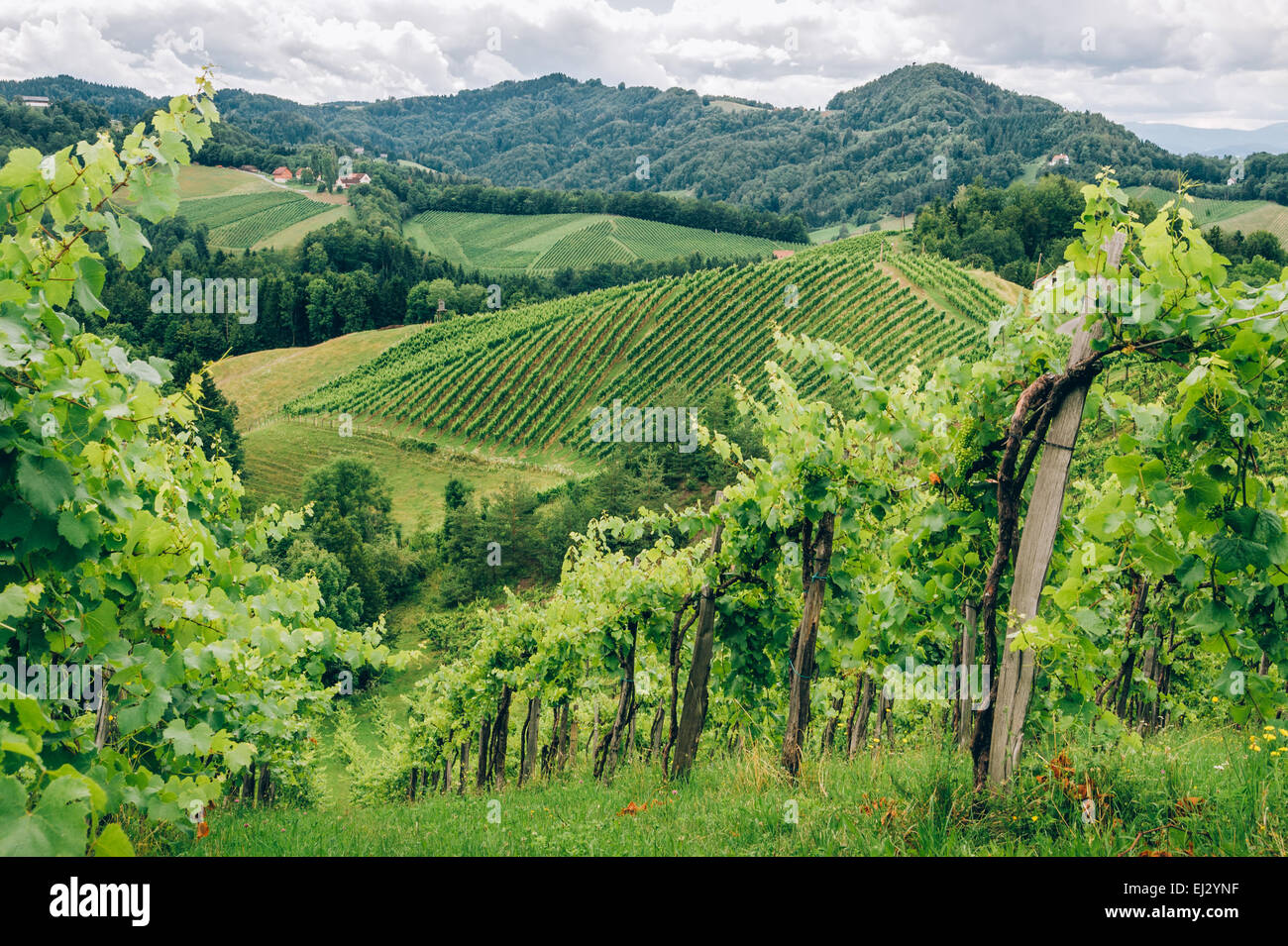 Grapevines in Southern Styria Stock Photo - Alamy