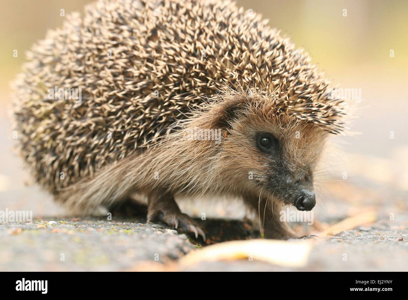 hedgehog close-up portrait Stock Photo - Alamy