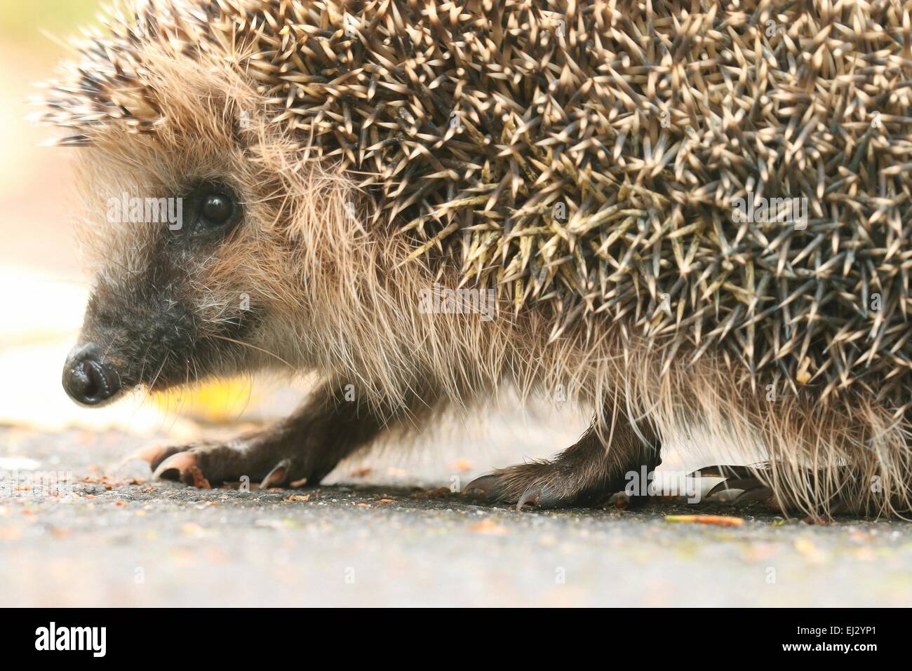 hedgehog close-up portrait Stock Photo - Alamy