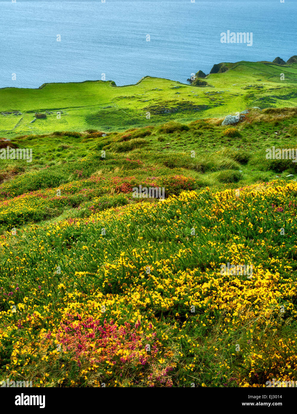 Wildflowers sky loop road clifden hi-res stock photography and images ...