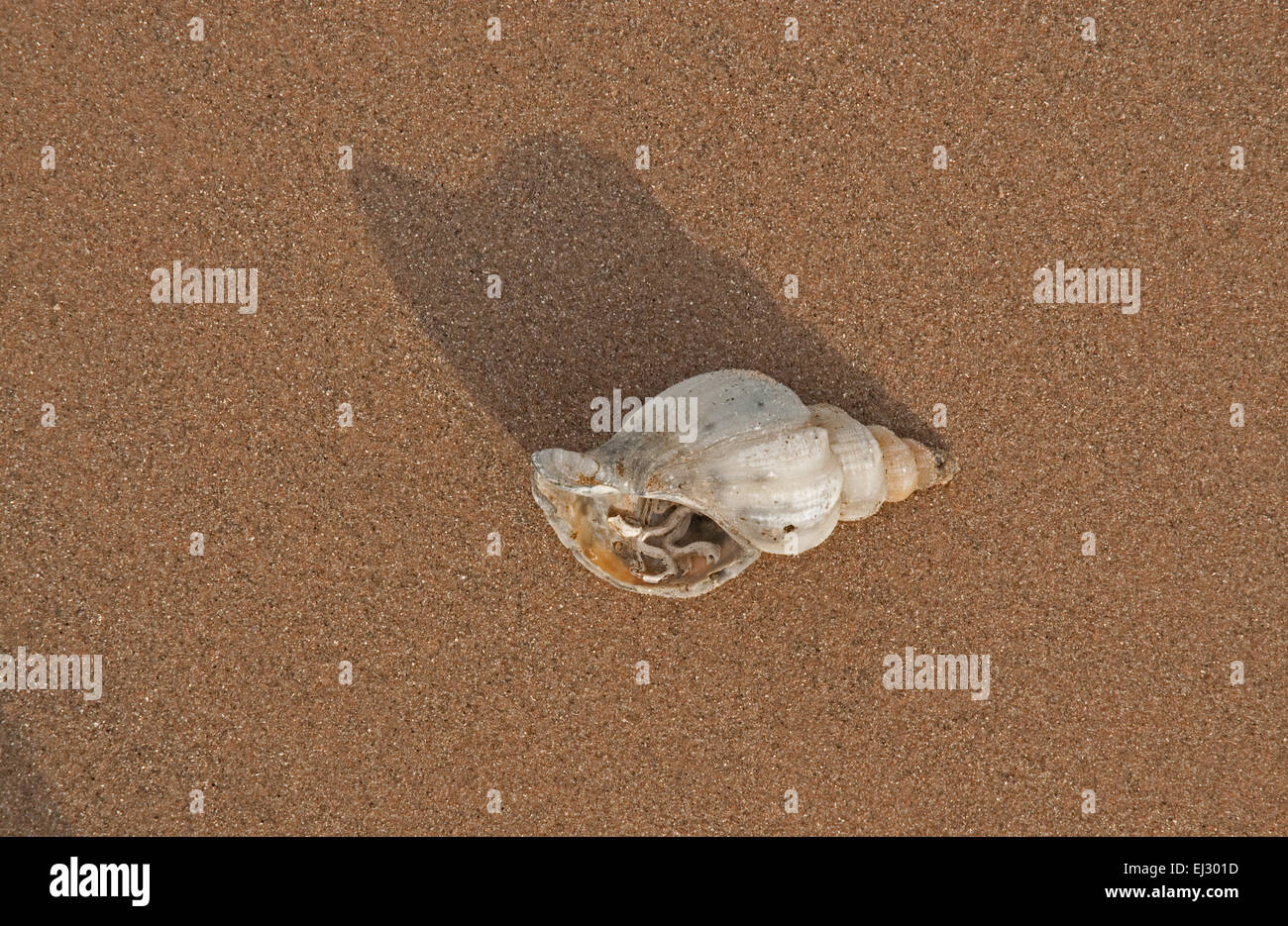 Common whelk shell hi-res stock photography and images - Alamy