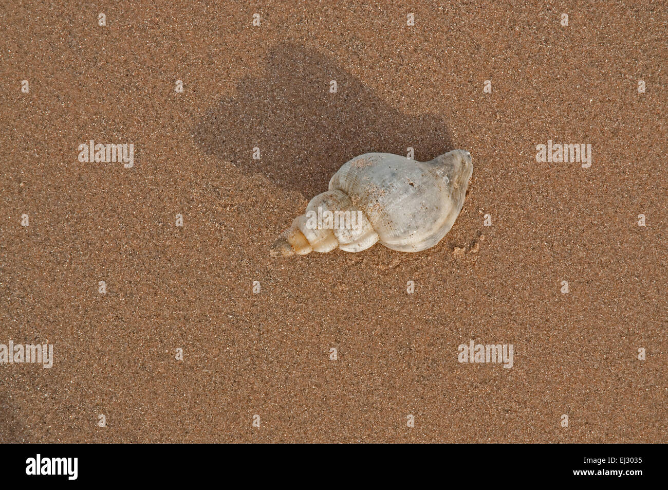 Common whelk shell hi-res stock photography and images - Alamy