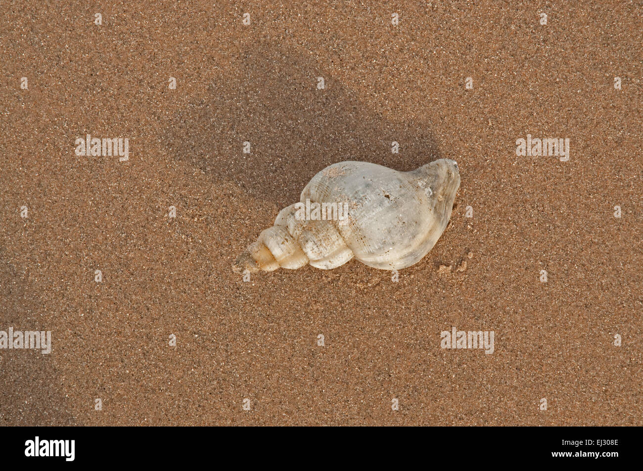 Common Whelk Shell on Nairn Beach Stock Photo - Alamy