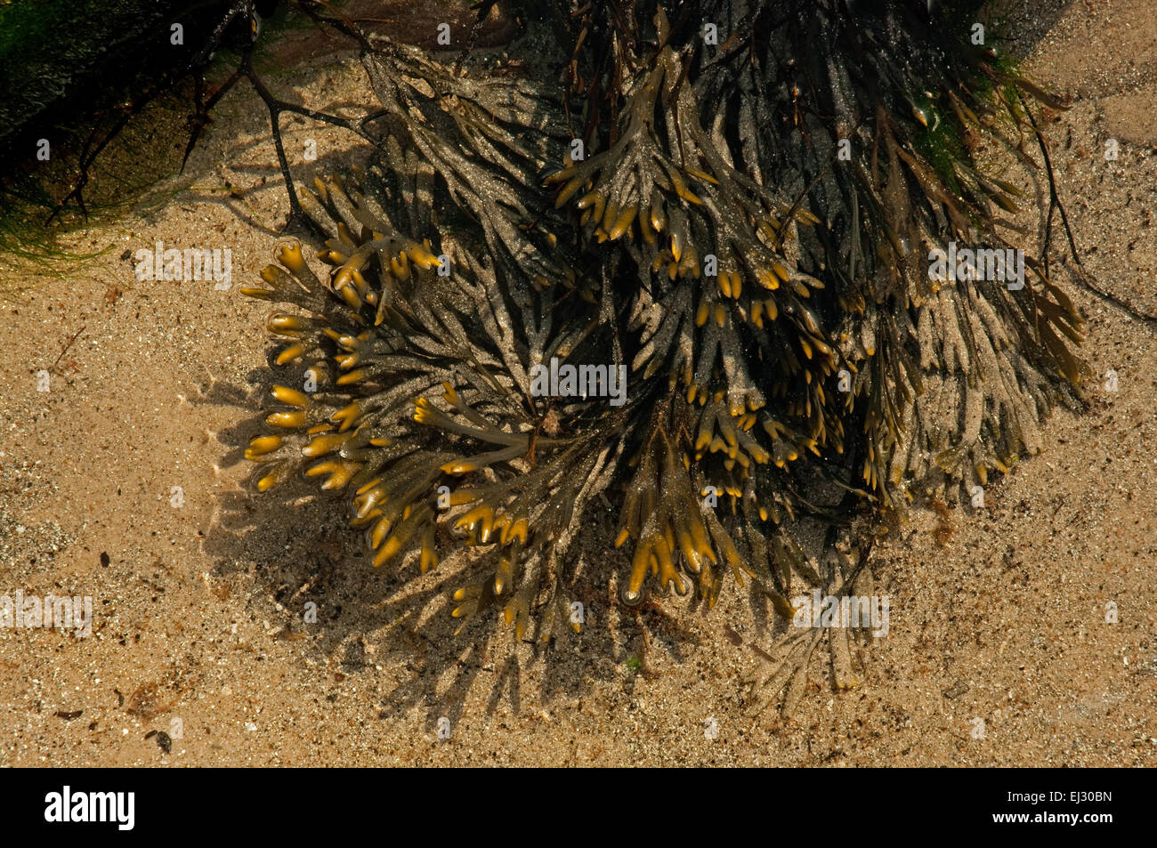 Flat Wrack Seaweed in a rockpool on Nairn Beach Stock Photo - Alamy