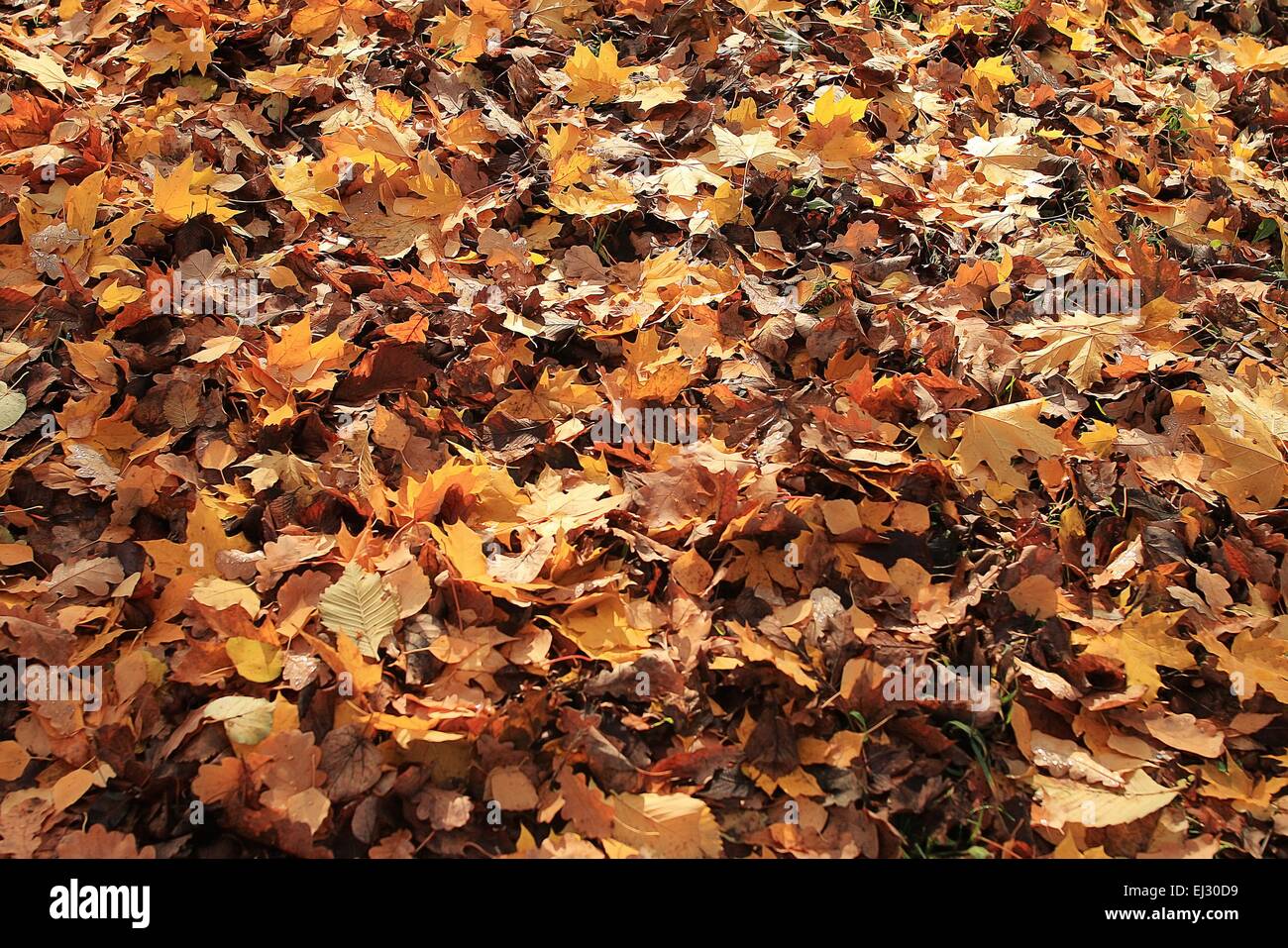 Ground leaves texture hi-res stock photography and images - Alamy
