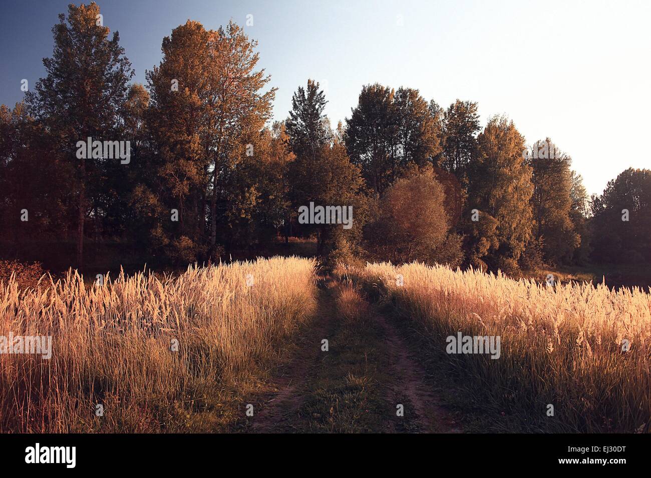 Autumn grass background clouds Stock Photo - Alamy