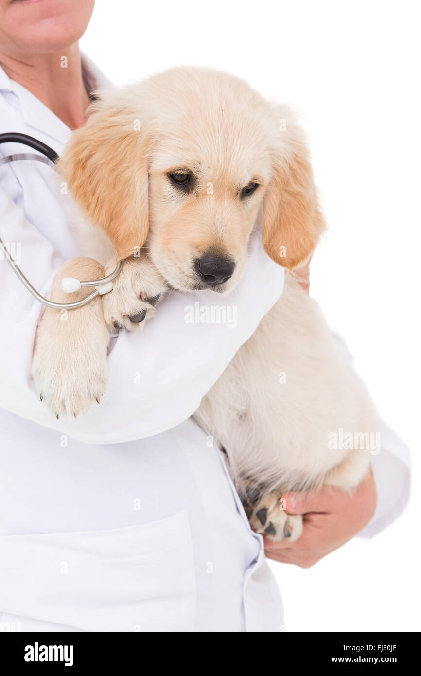 Holding dog in arms hi-res stock photography and images - Alamy