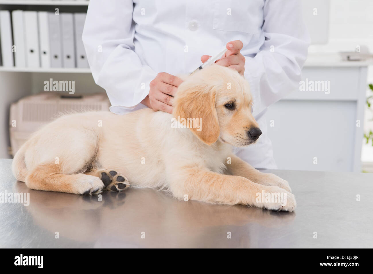 Veterinarian doing injection at a cute dog Stock Photo - Alamy