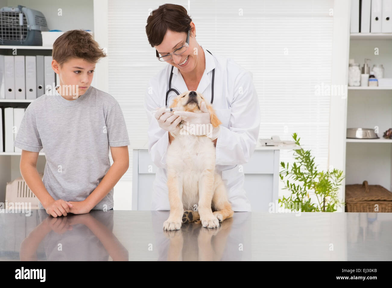 Scared dog vet hi-res stock photography and images - Alamy