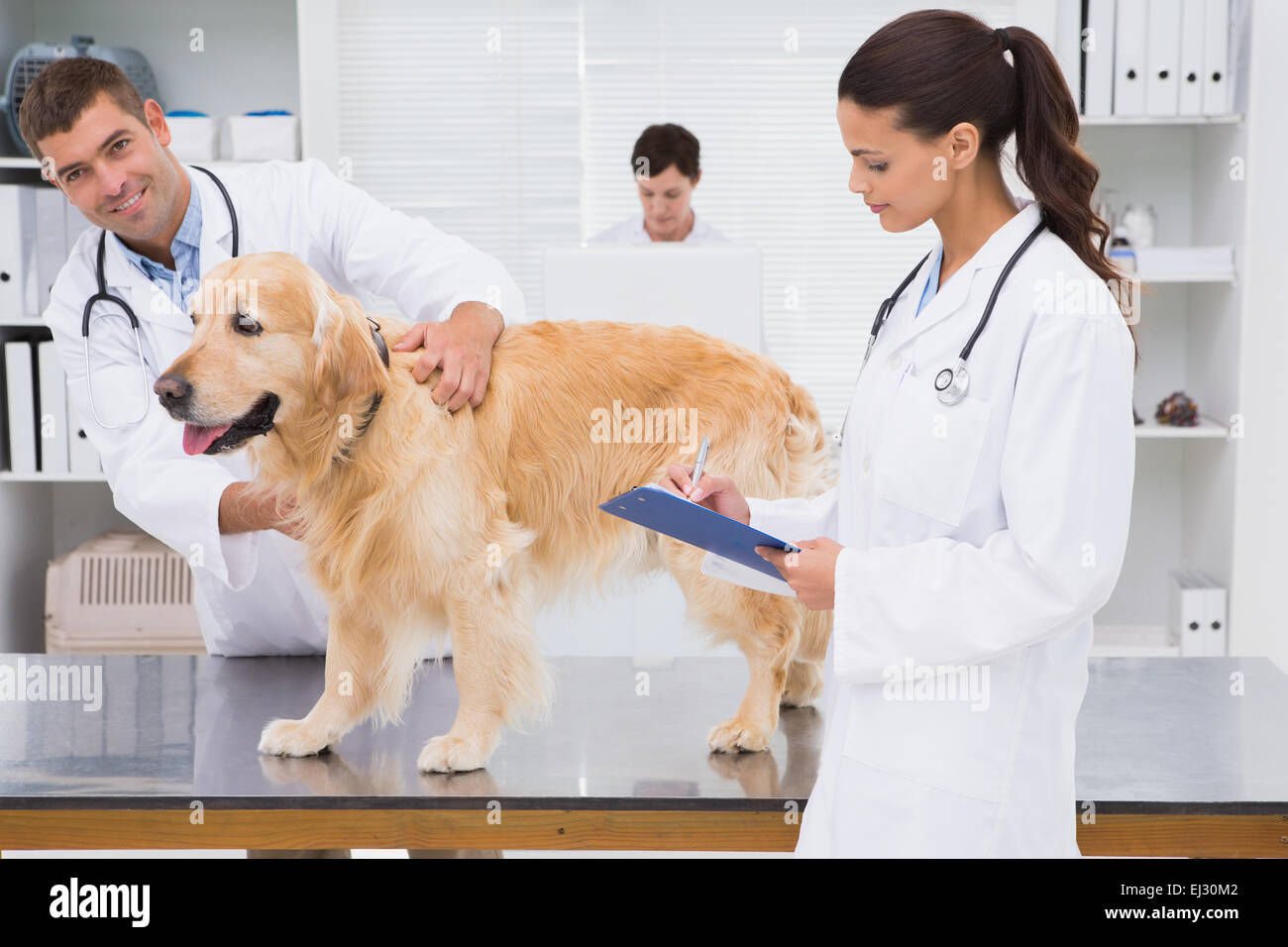 Veterinarian coworker examining a dog Stock Photo - Alamy