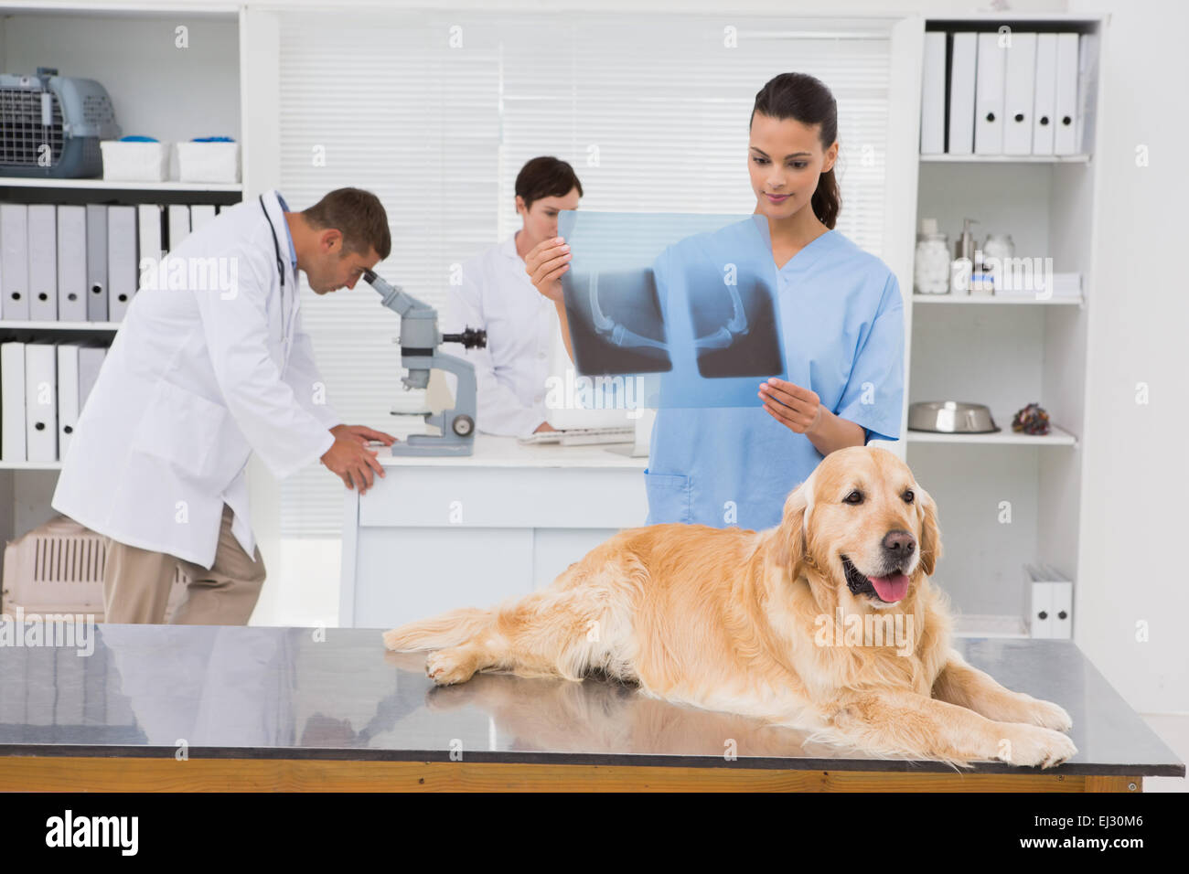 Woman vet examining dogs hi-res stock photography and images - Alamy