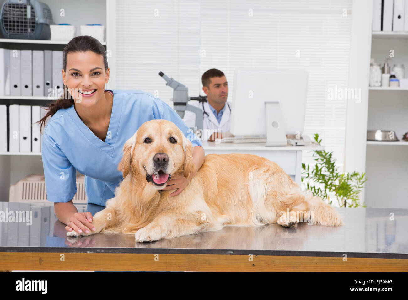 Smiling vet examining a dog Stock Photo - Alamy