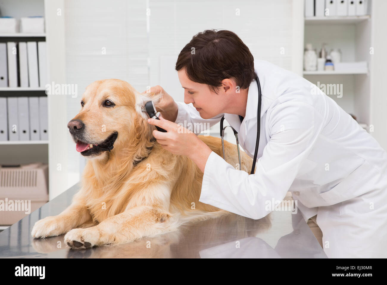 Veterinarian examining a cute dog Stock Photo - Alamy