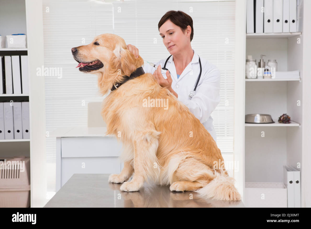 Dog injection hi-res stock photography and images - Alamy