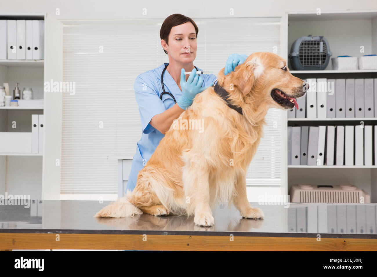 Veterinarian doing injection at a cute dog Stock Photo - Alamy
