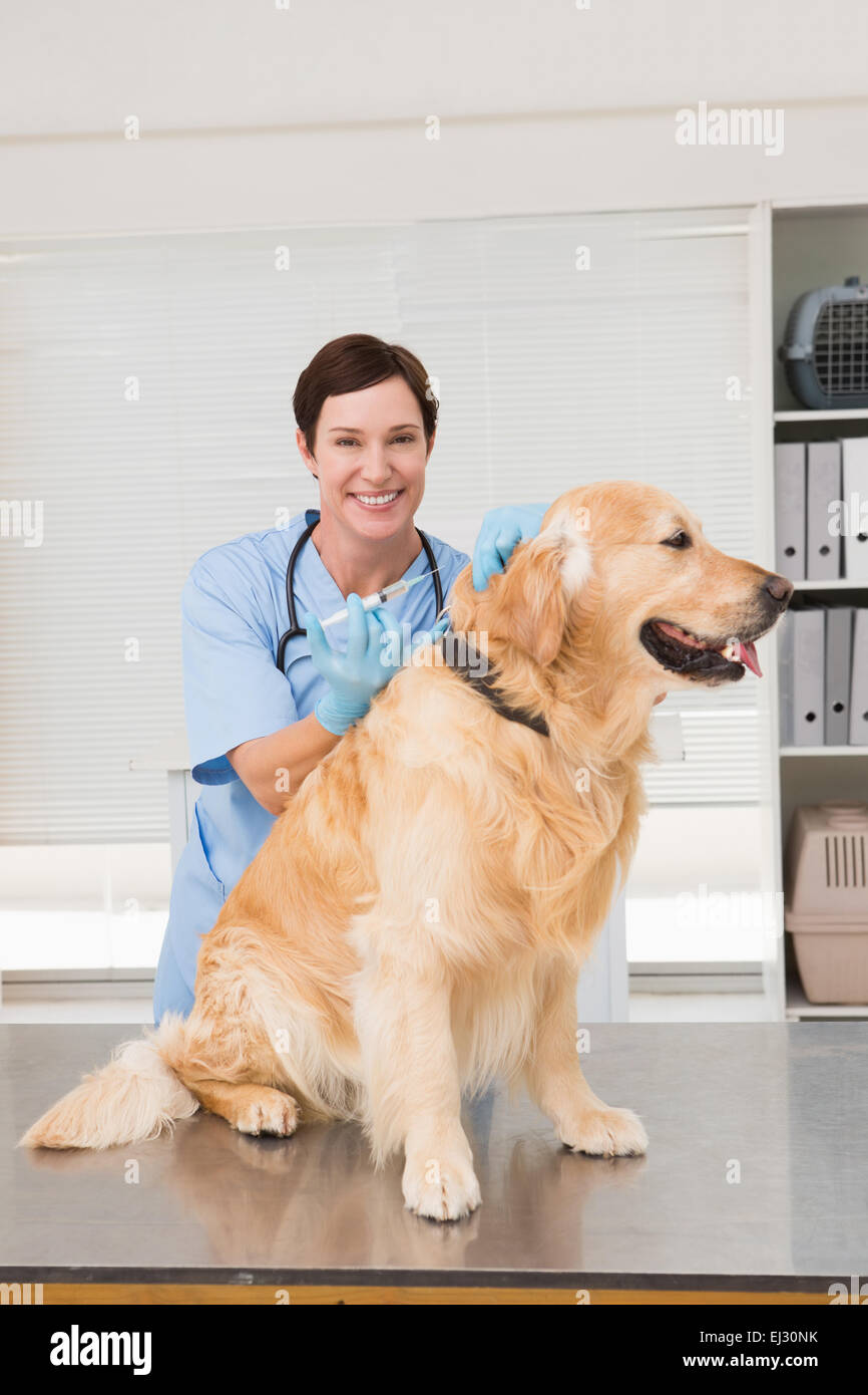 Veterinarian doing injection at a cute dog Stock Photo - Alamy