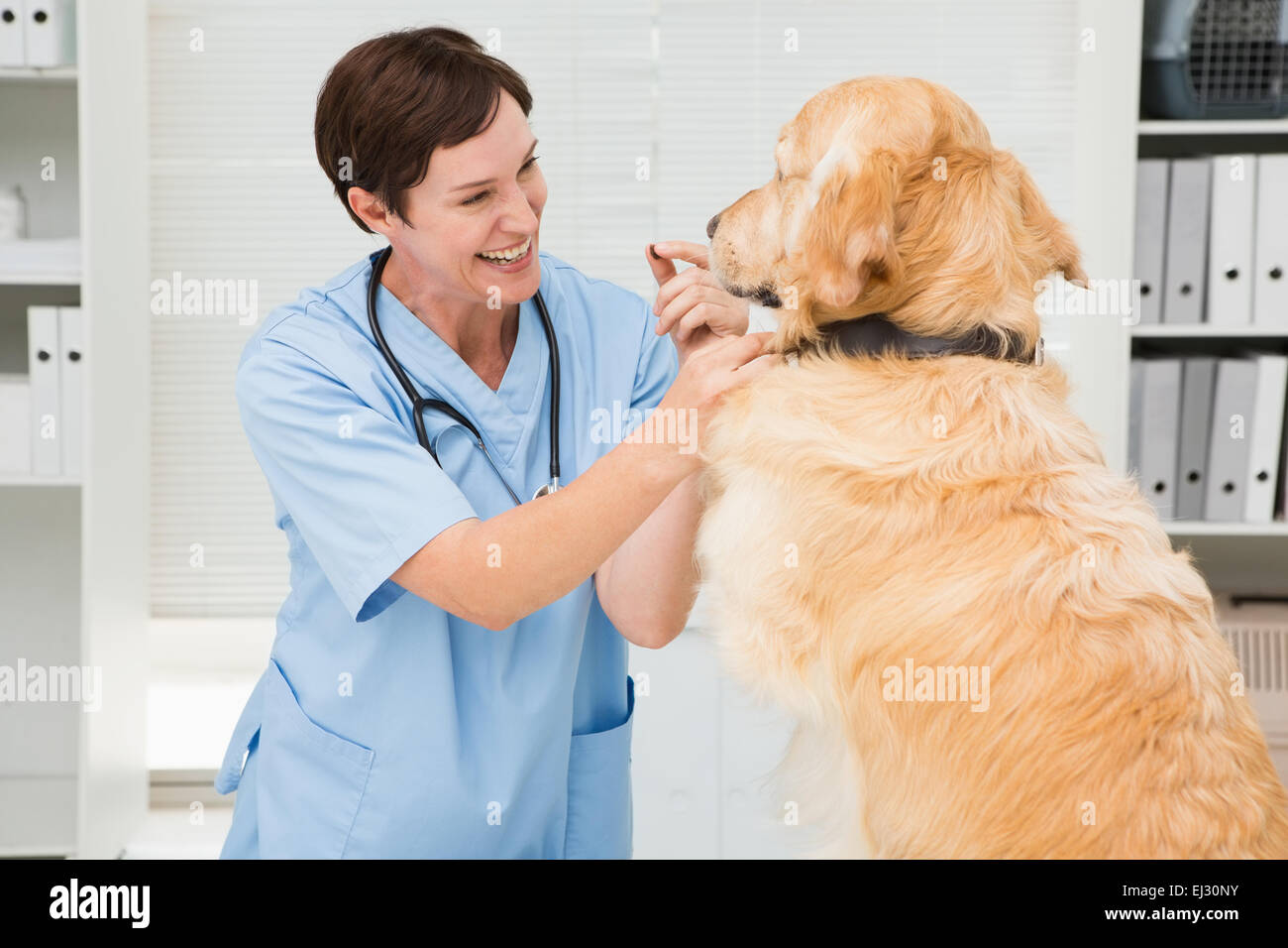 Smiling veterinarian examining a cute dog Stock Photo - Alamy