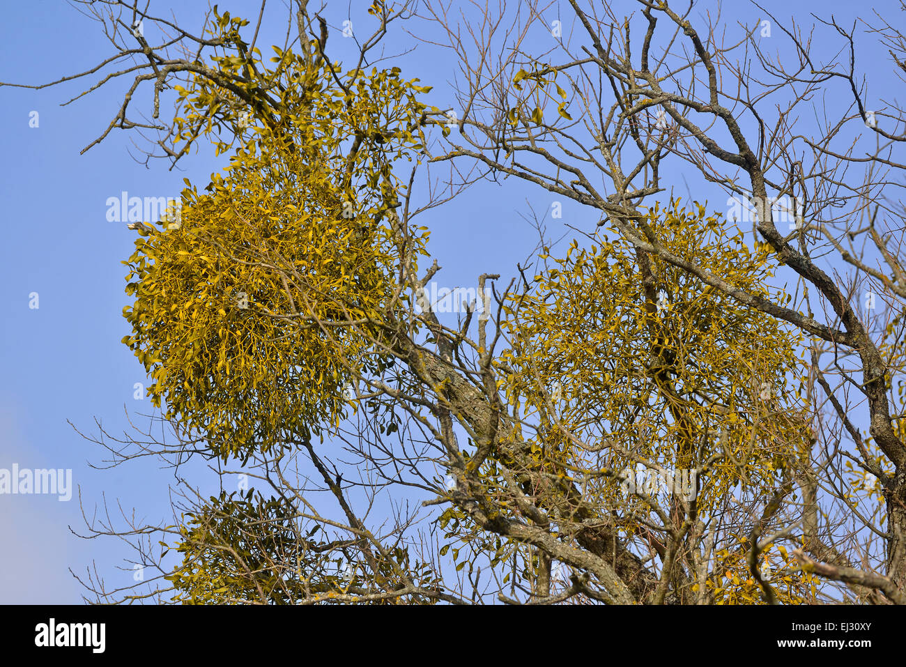 Oak mistletoe hi-res stock photography and images - Alamy