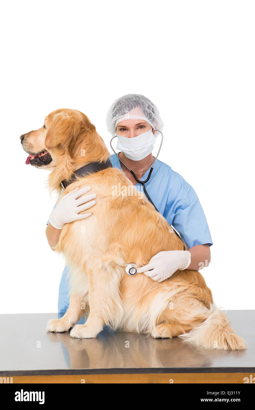 Veterinarian examining a dog Stock Photo - Alamy