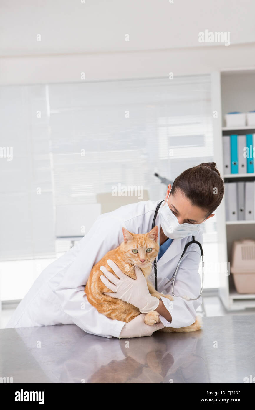 Veterinarian with surgical mask examining a cat Stock Photo - Alamy