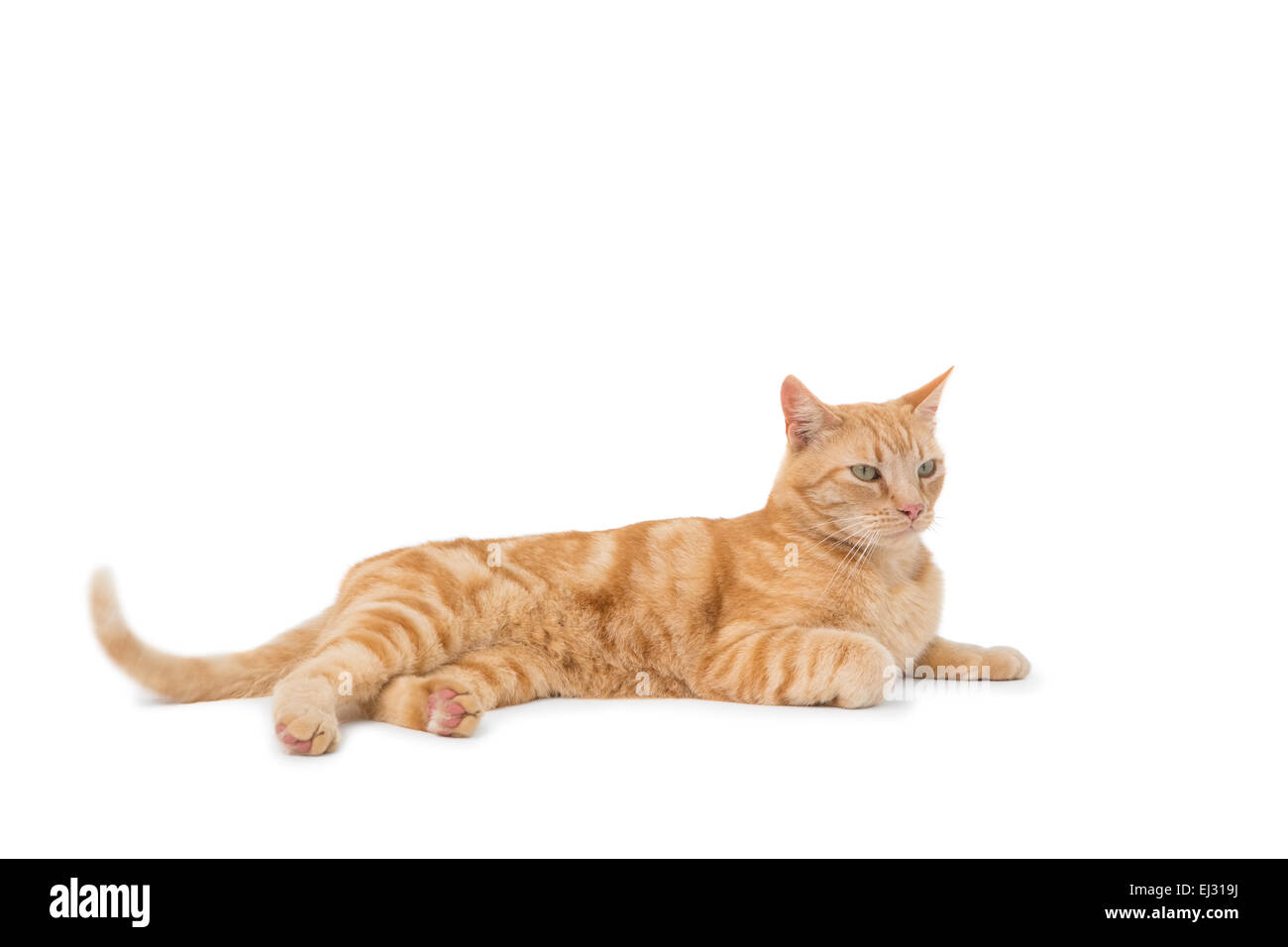 Ginger cat lying resting Cut Out Stock Images & Pictures - Alamy