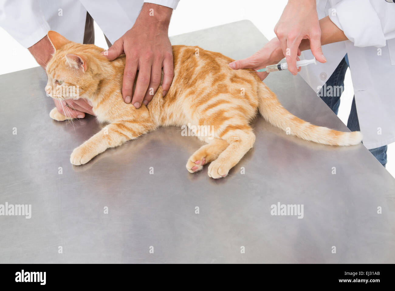 Veterinarians doing injection at a cat Stock Photo - Alamy