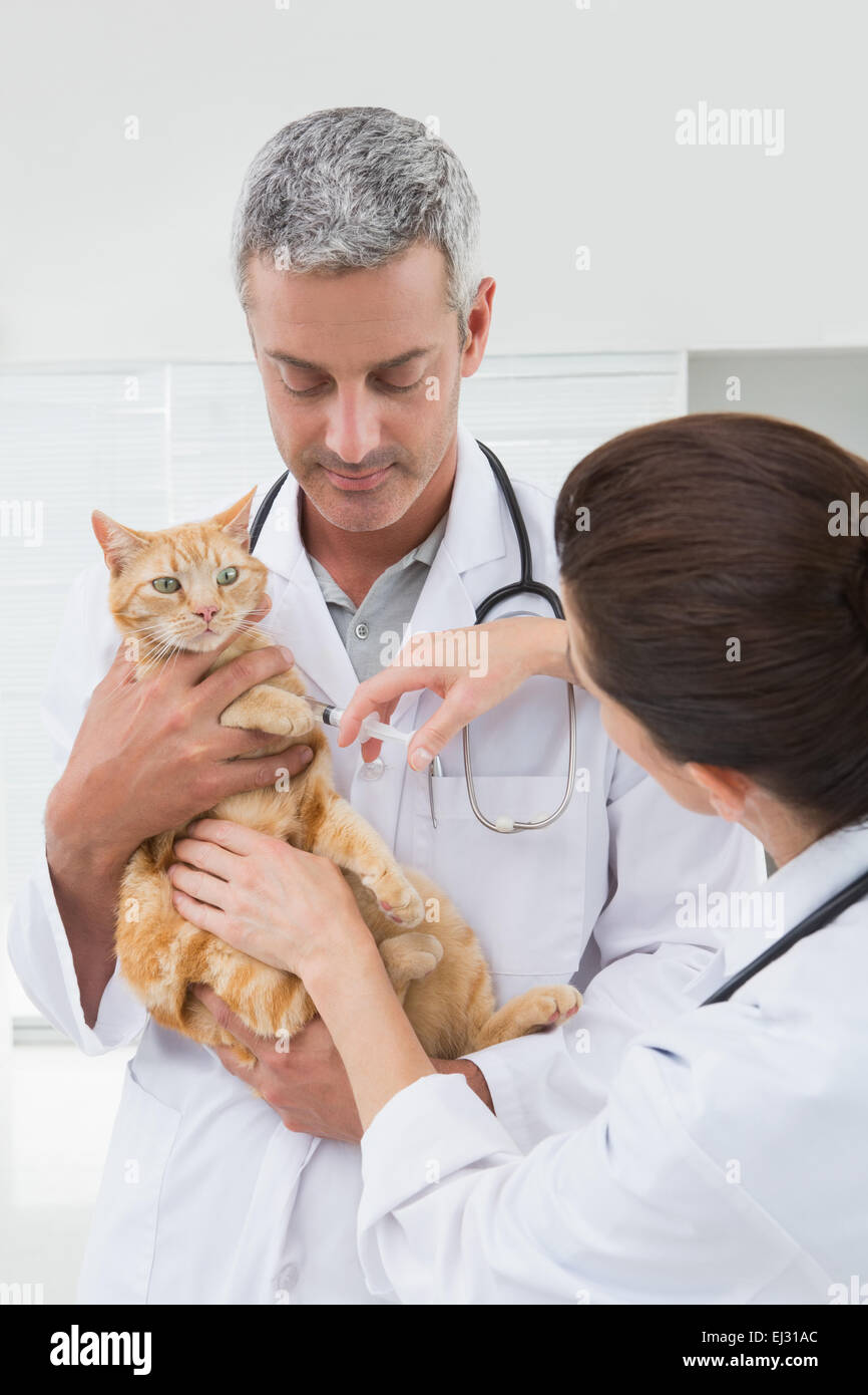 Veterinarians doing injection at a cat Stock Photo - Alamy