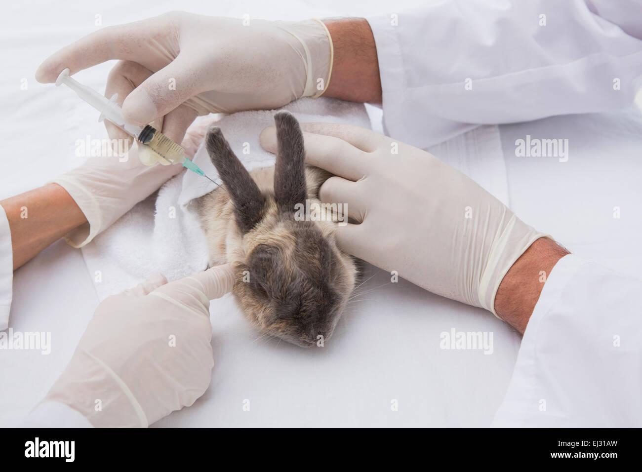 Veterinarians pet hi-res stock photography and images - Alamy