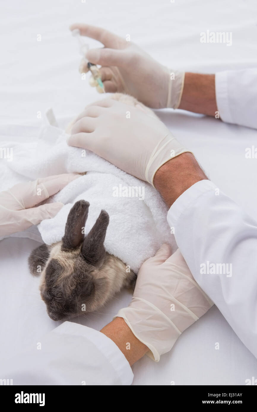 Veterinarians doing injection at a rabbit Stock Photo - Alamy