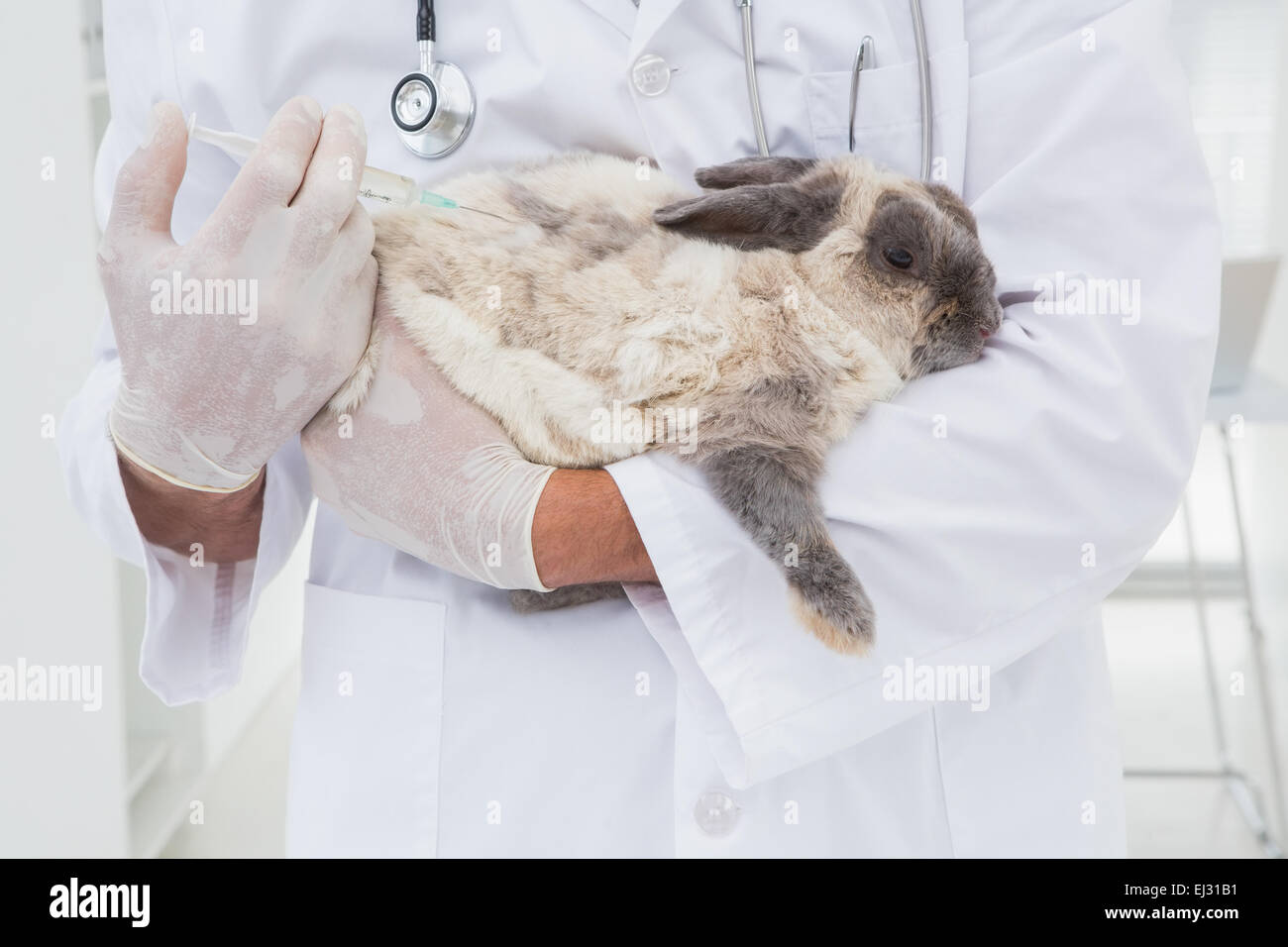 Veterinarian doing injection at a rabbit Stock Photo - Alamy